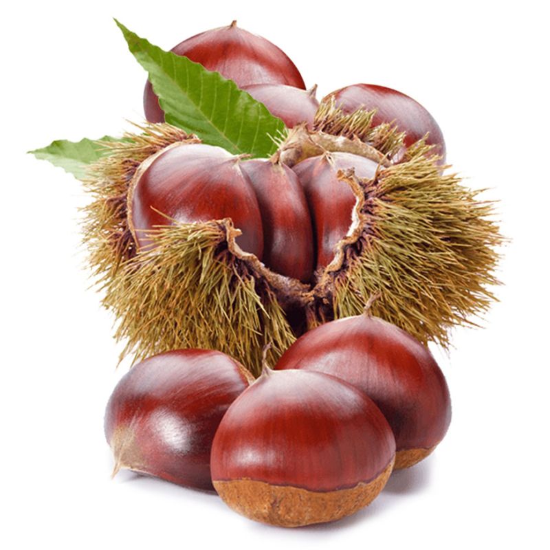 Arbust fructifer castan Castanea Sativa, H 121-150 cm, portocaliu