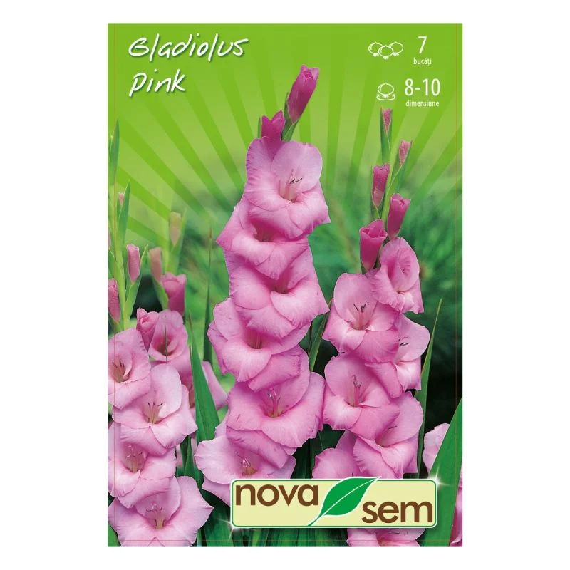 Bulbi Gladiole, roz, 7 buc
