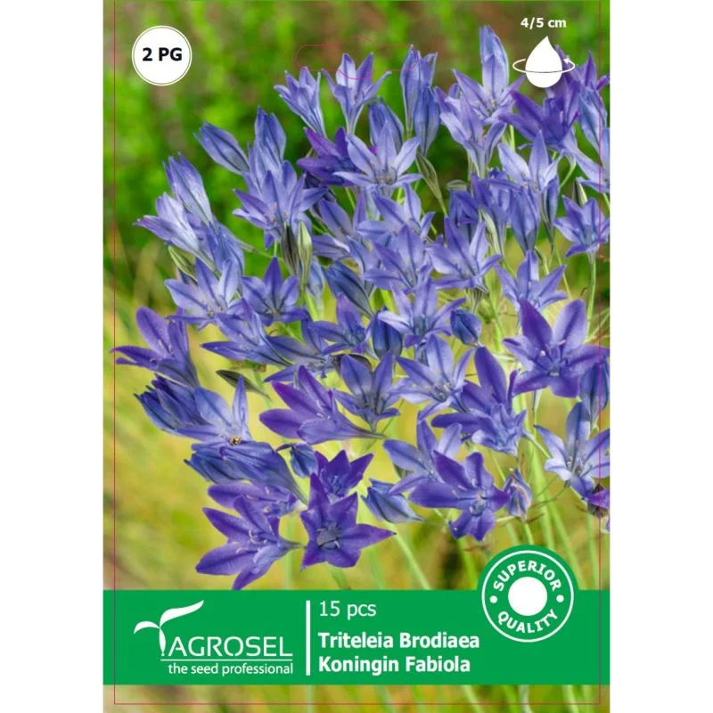 Bulbi branduse, Triteleia Fabiola, mov, (15buc)