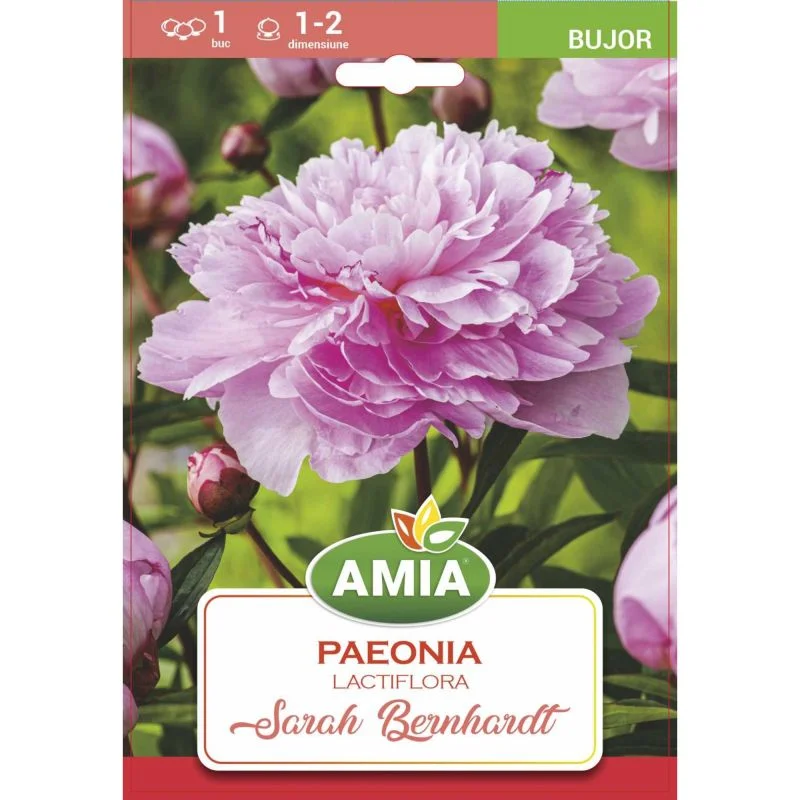 Bulbi bujori, Sarah Bernhardt, roz, (1buc)