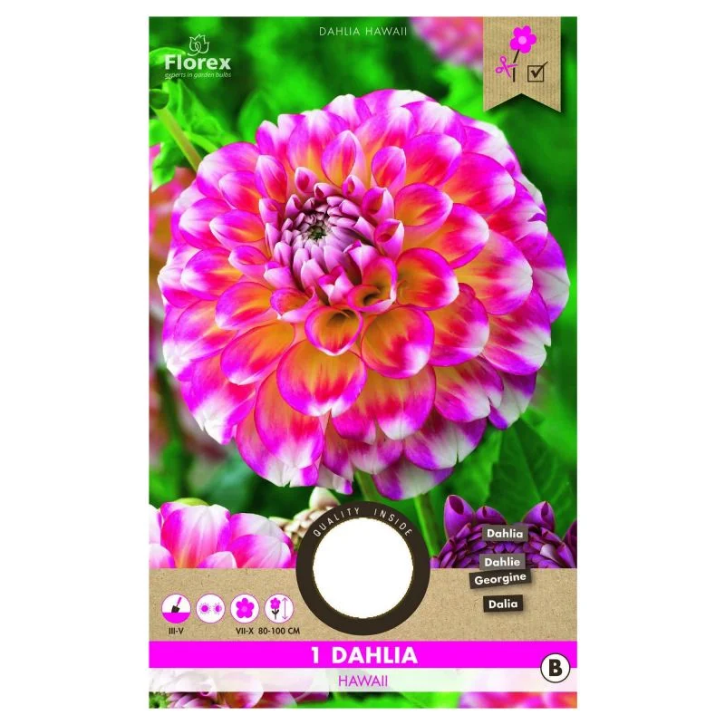 Bulb dalie Hawaii, multicolora