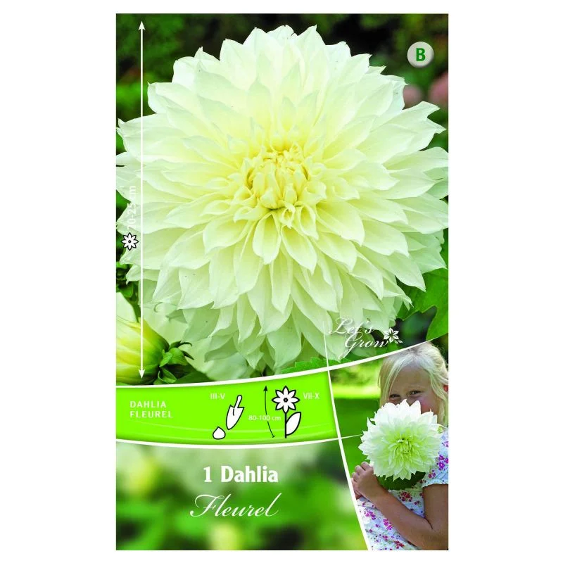 Bulb dalie Fleurel, alba