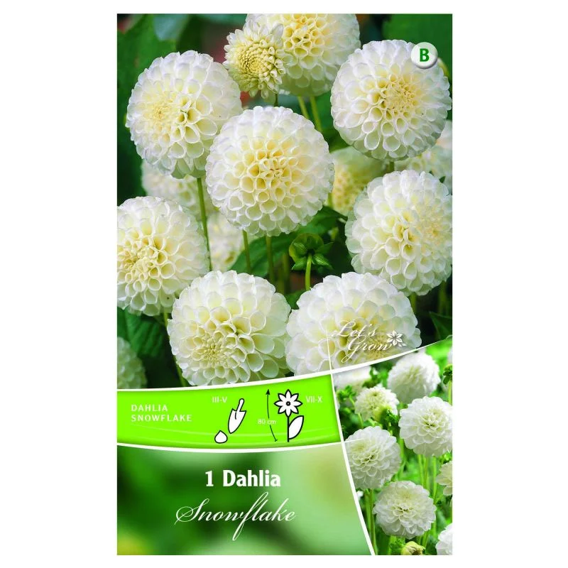 Bulb dalie Snowflake, alba