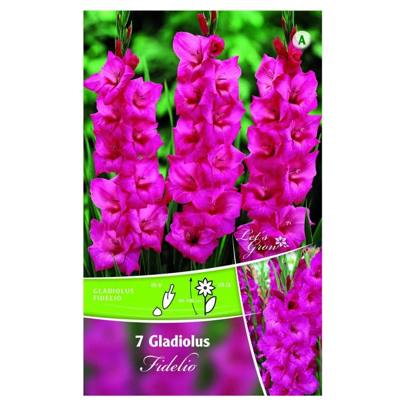Bulbi gladiole Fidelio, roz inchis (7 buc)