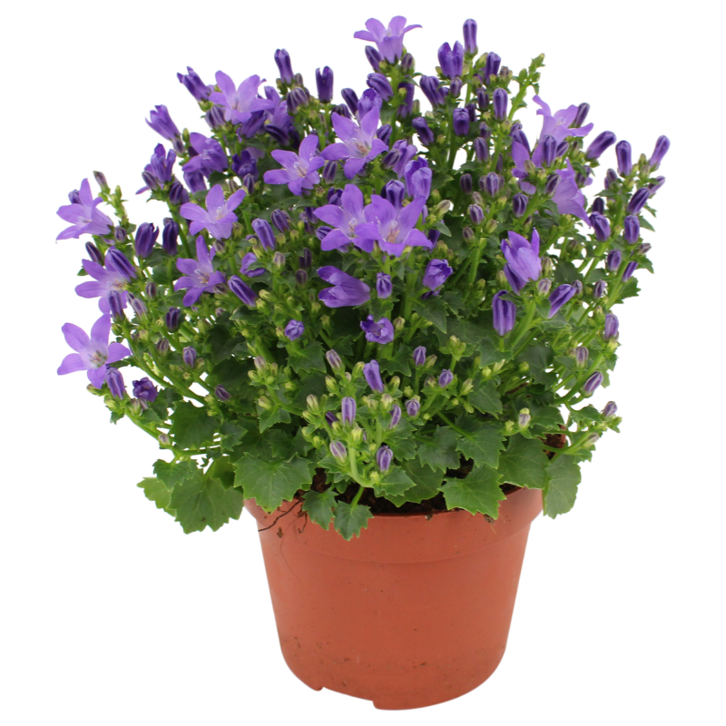 Campanula Dark Take, D12 cm