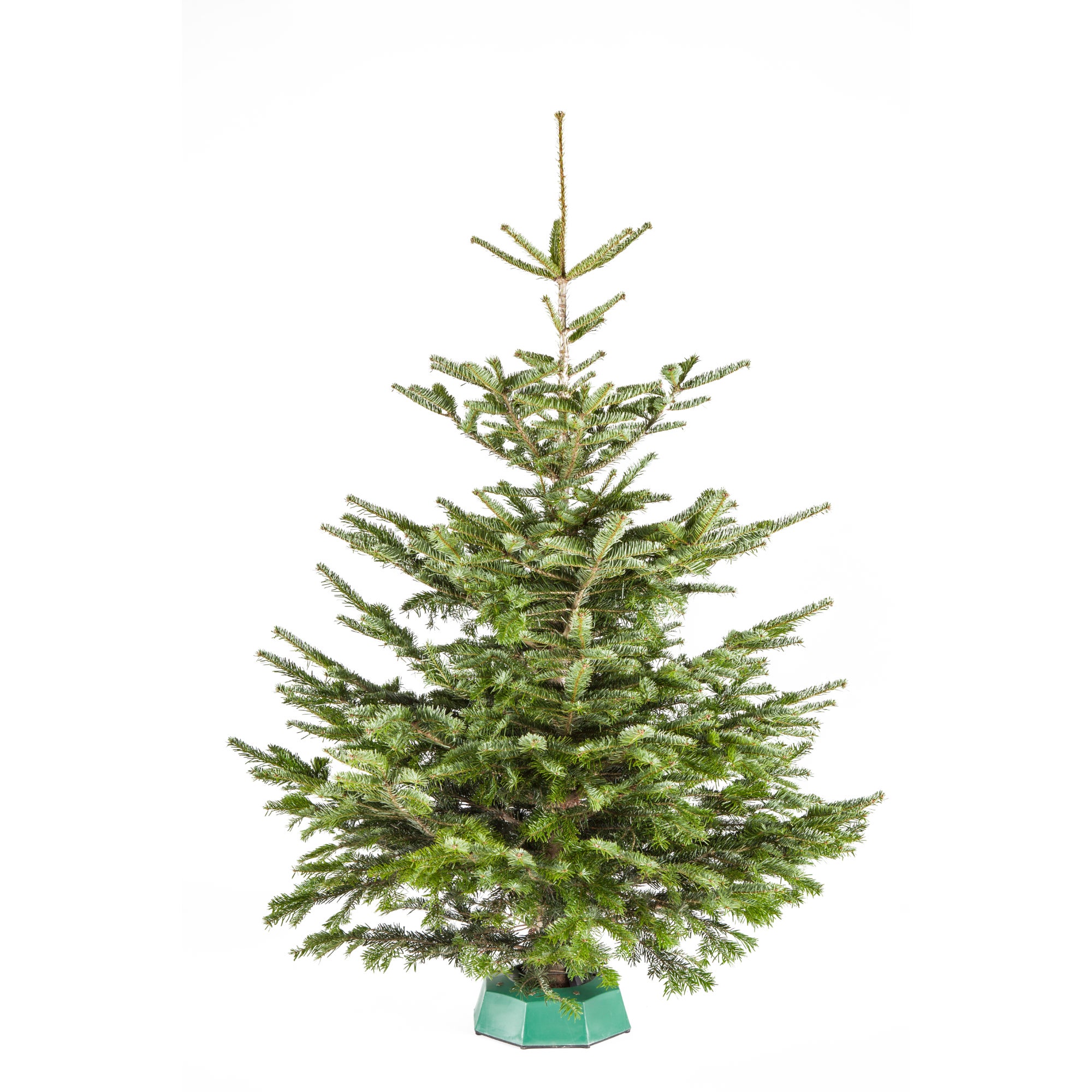 Brad natural taiat, Abies Nordmanniana, inaltime 300 - 350 cm, calitate ...