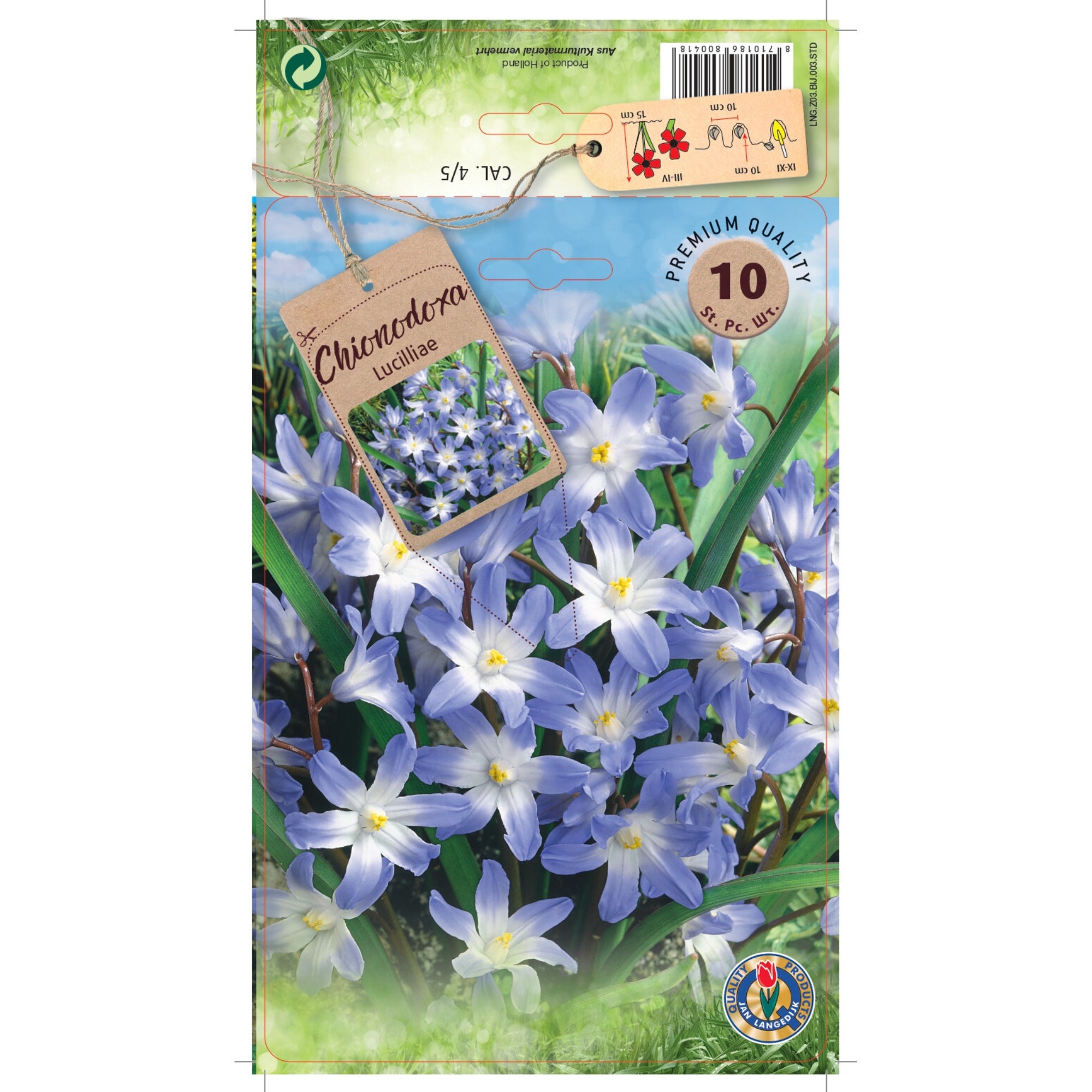 Bulbi flori de gheata Chionodoxa Forbessi Lucillae, Jan Langedijk (10 ...