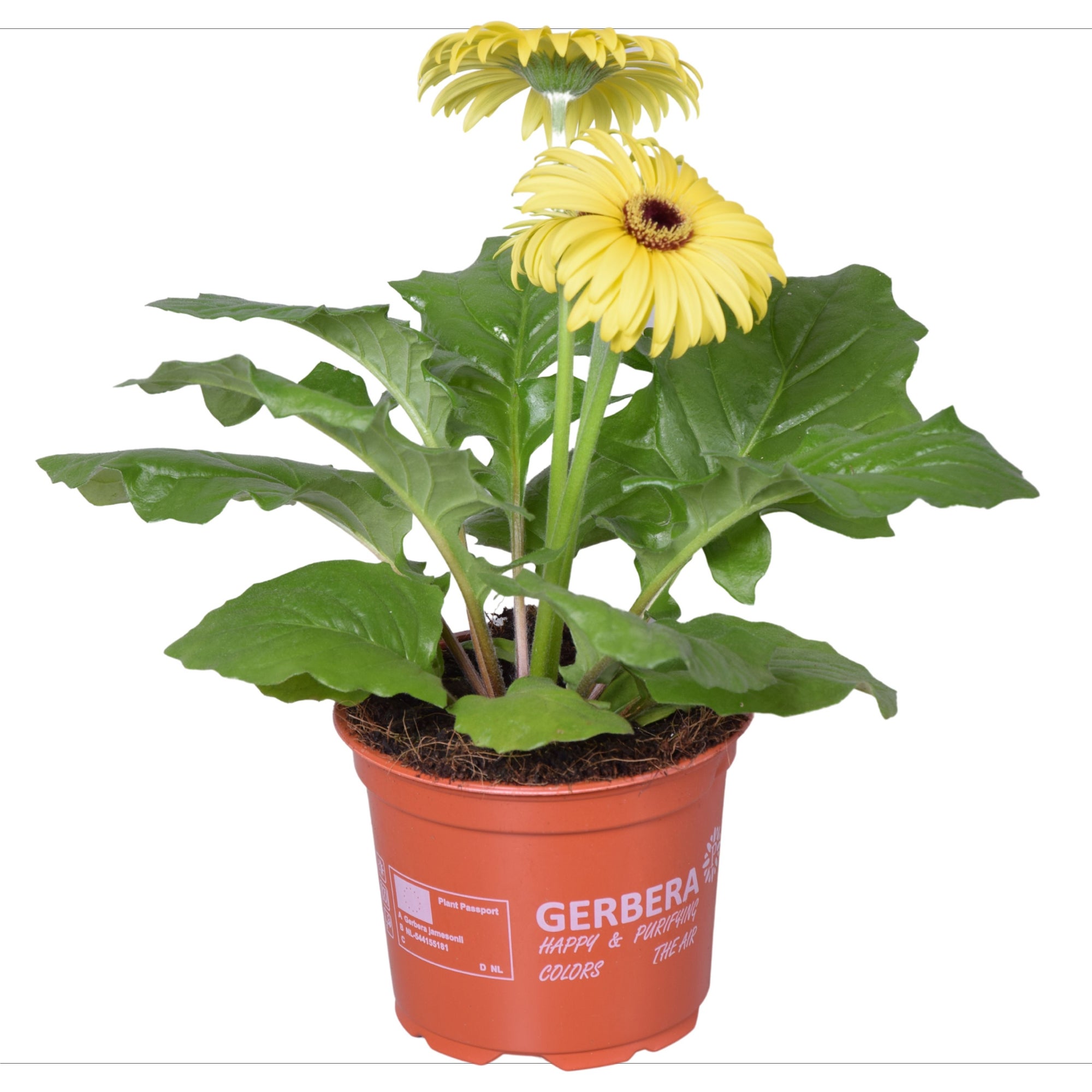 Planta cu flori Gerbera, H 35 cm, Ø ghiveci 12 cm, diverse culori