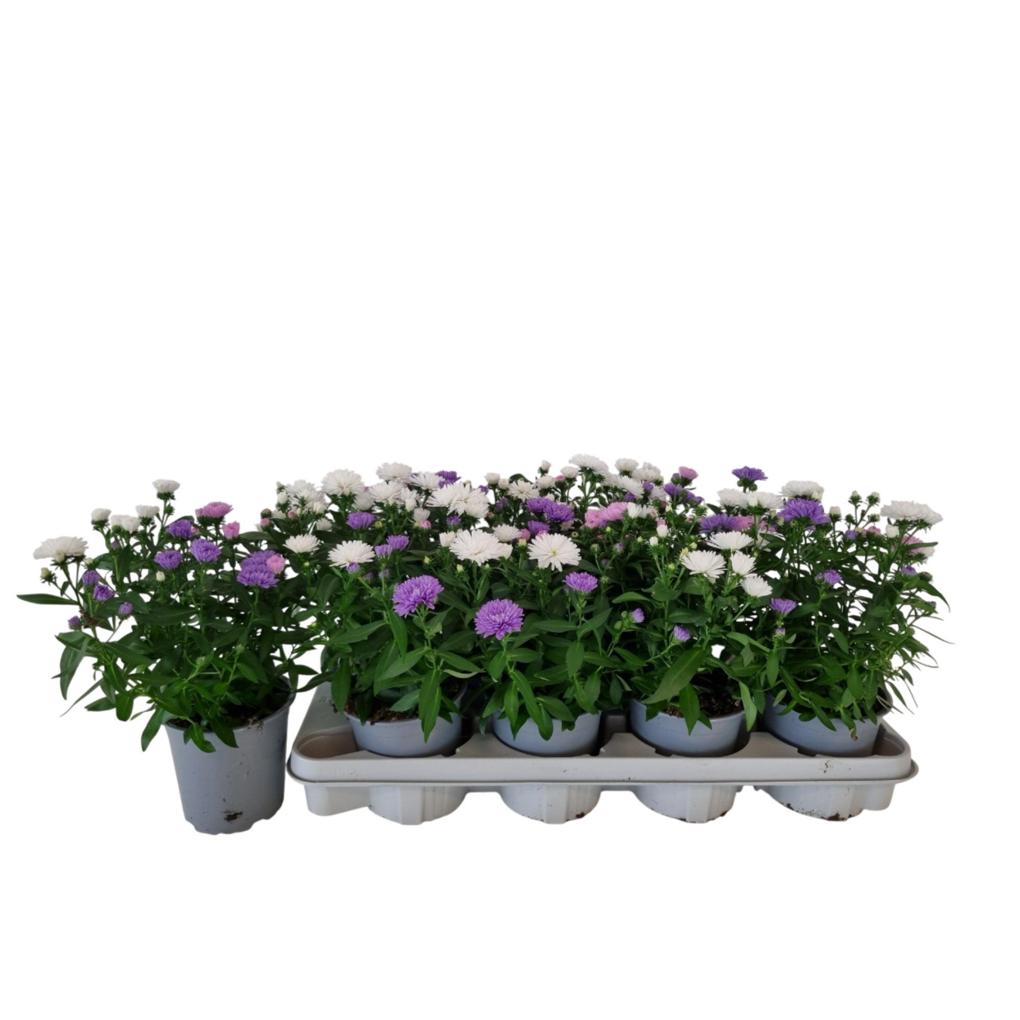 Planta de exterior cu flori Aster Dumosus, H 25 cm, Ø 12 cm