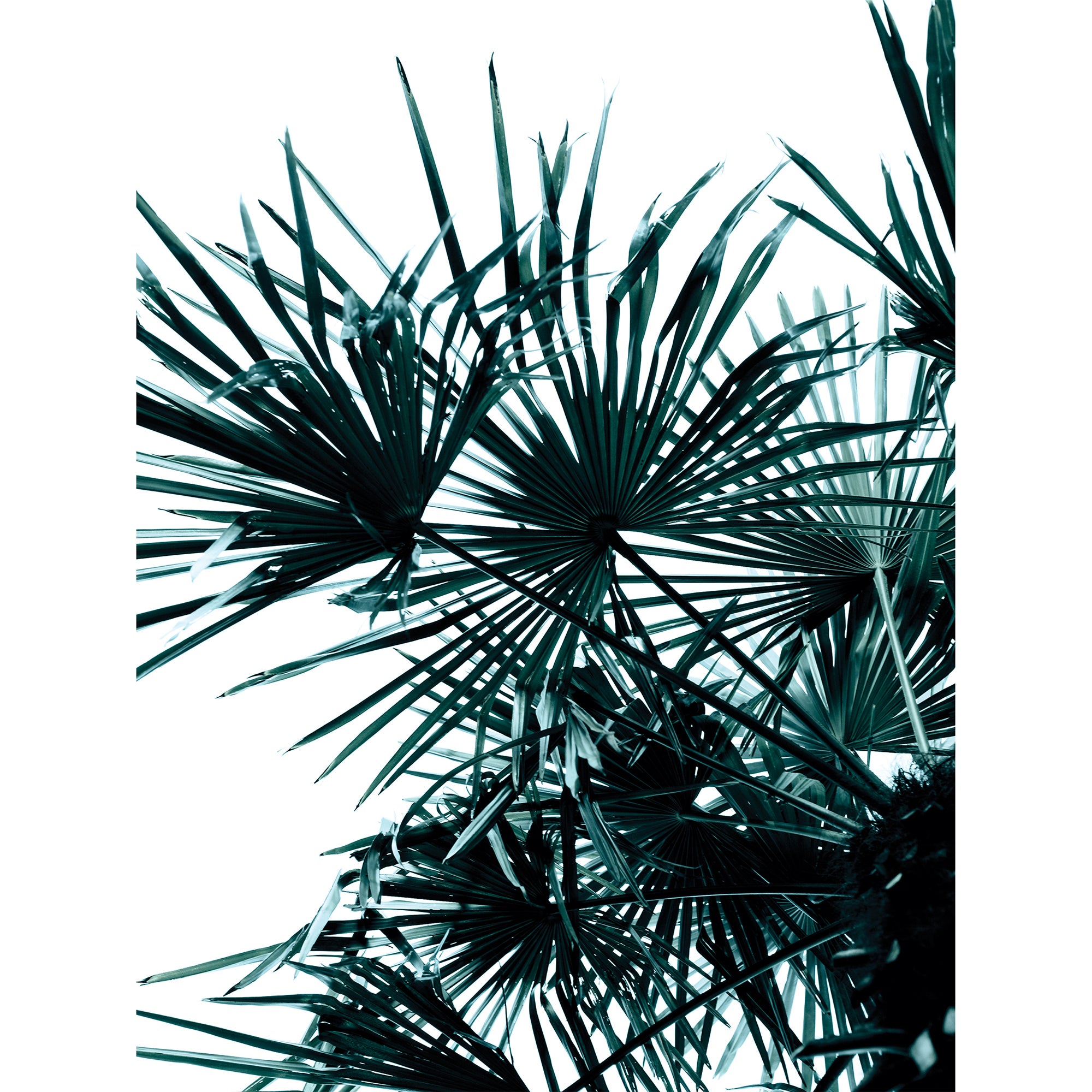 Poster imprimat Frunze palmier II, 30 x 40 cm