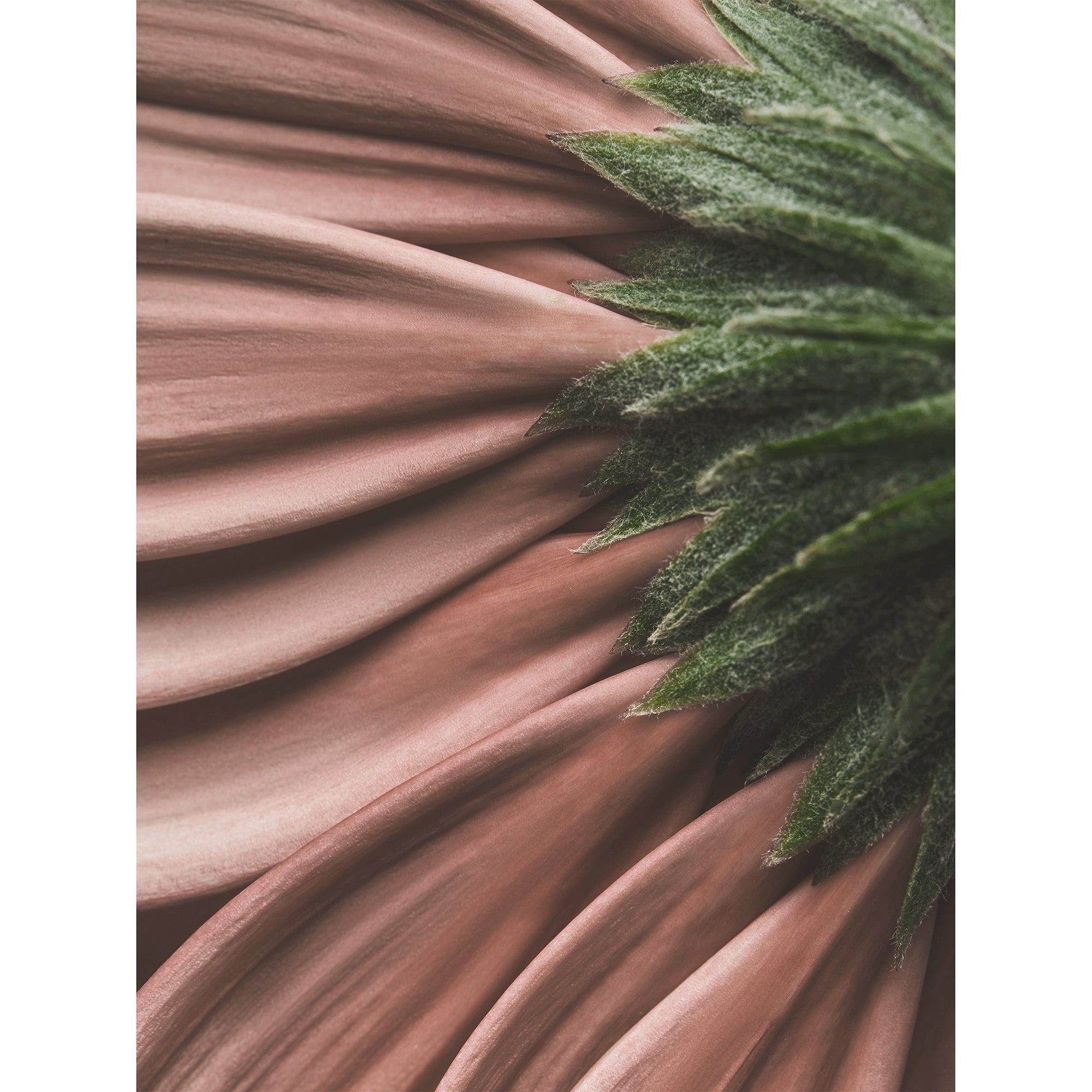 Poster imprimat Rhubarb, 30 x 40 cm