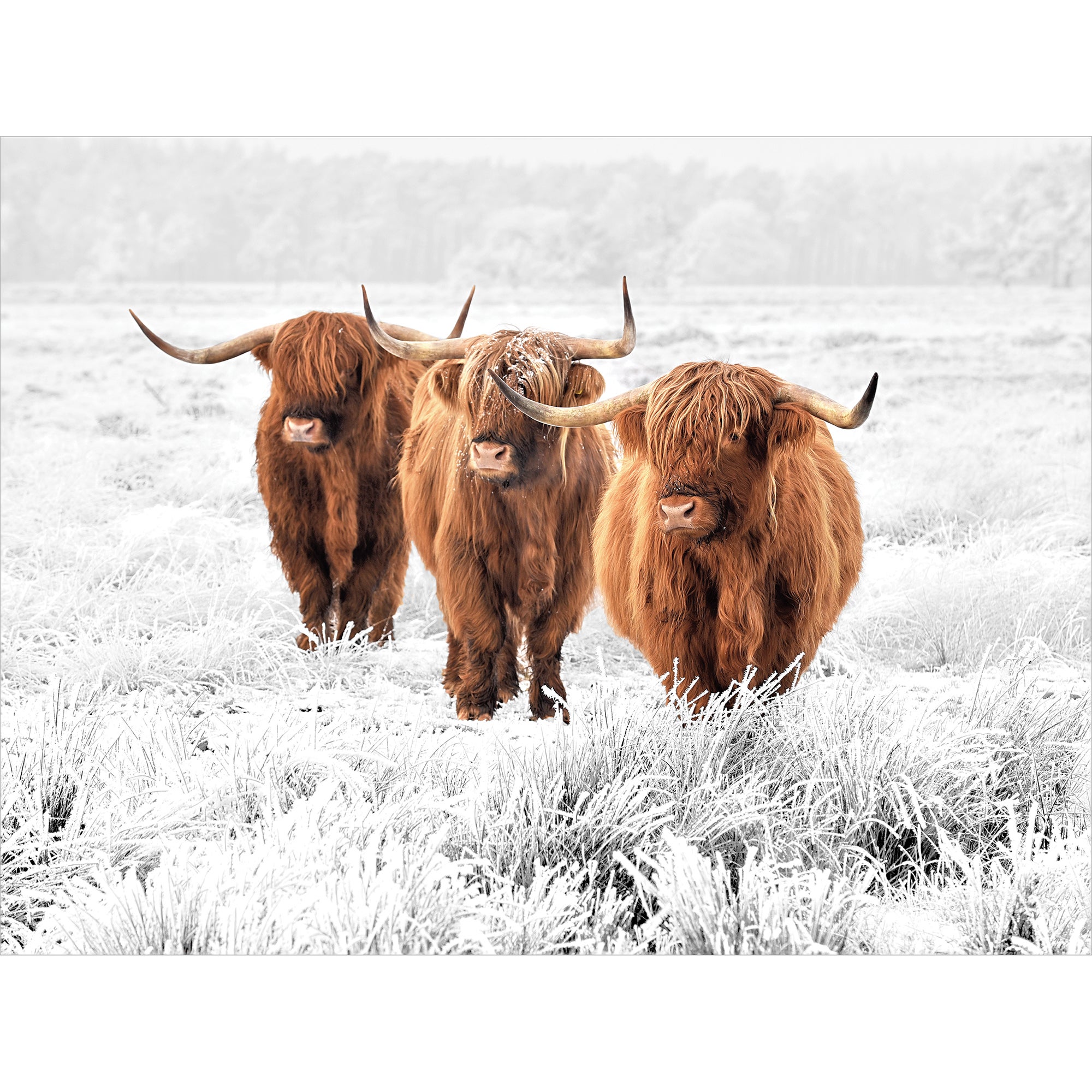 Poster imprimat Bovine pe camp, 30 x 40 cm
