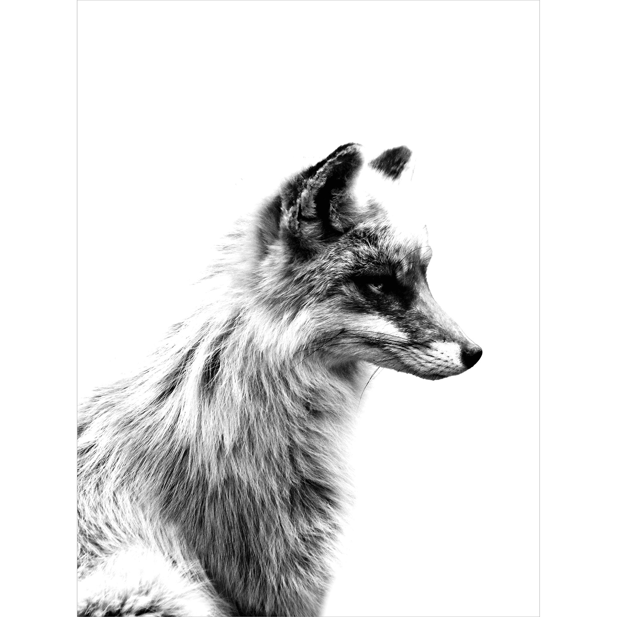Poster imprimat Vulpe alb negru, 30 x 40 cm