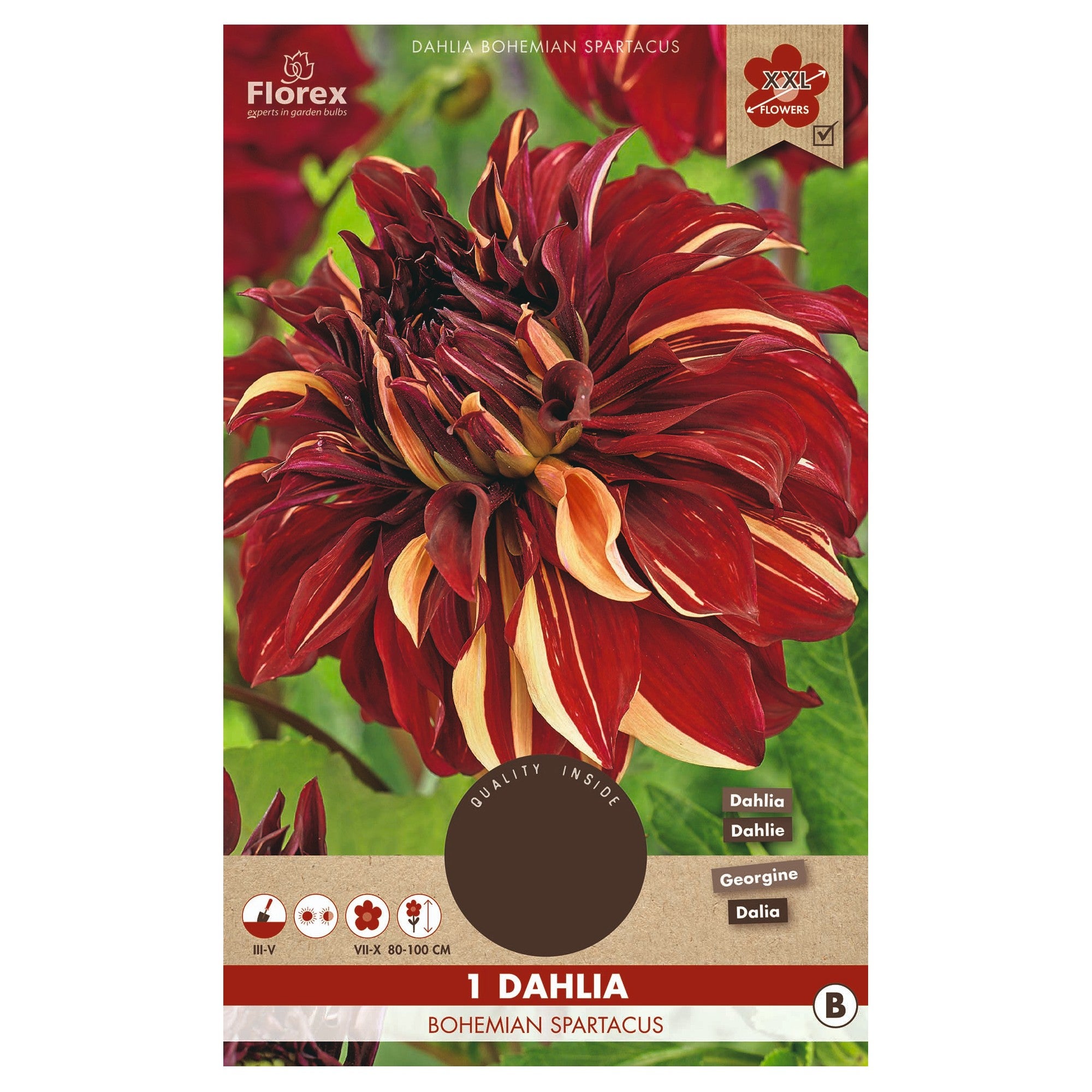 Bulb Dalie Bohemia (XXL)