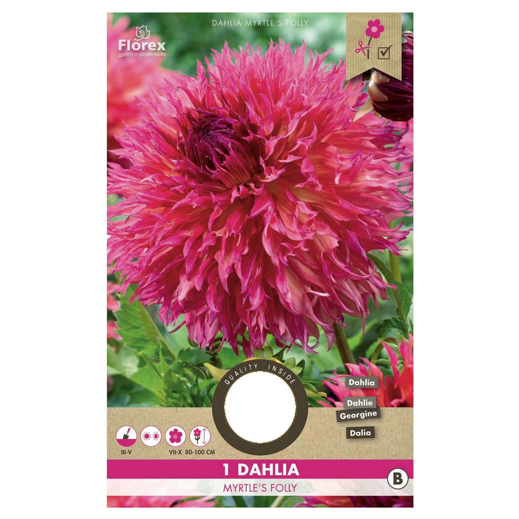 Bulb dalie Myrtle's Folly, multicolora