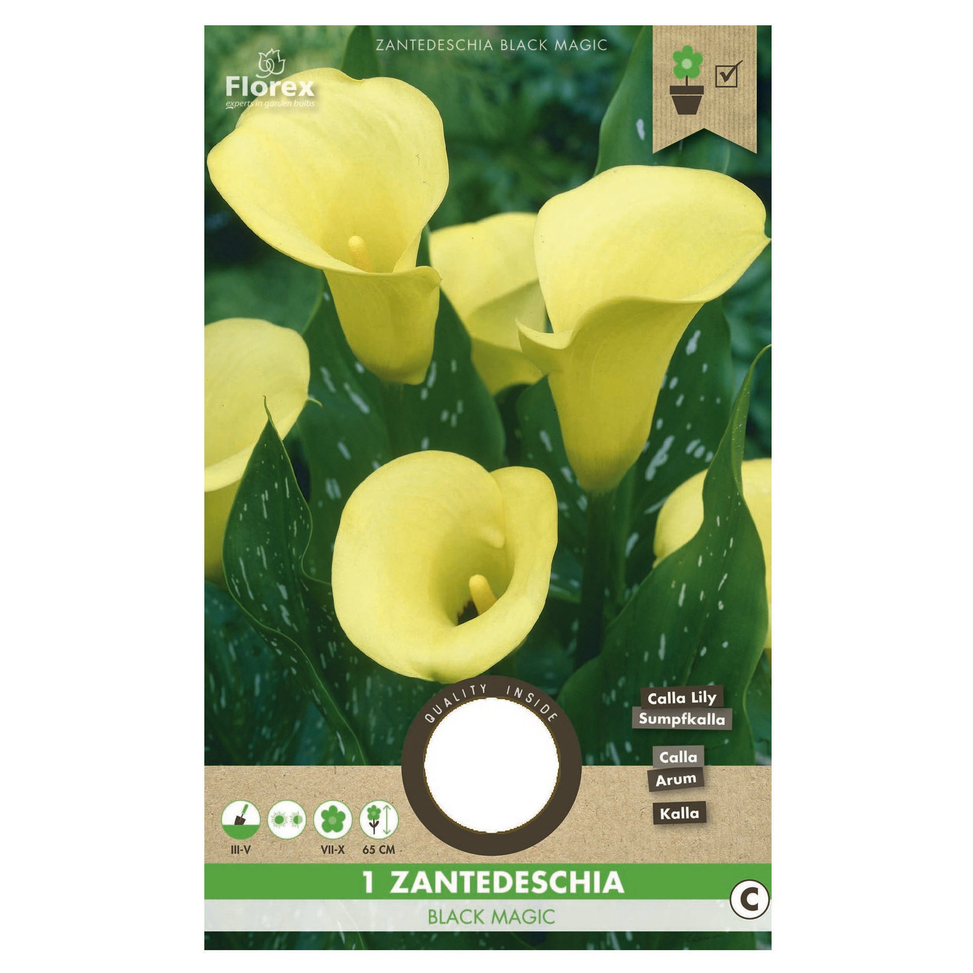 Bulb cala Black Magic, galbena