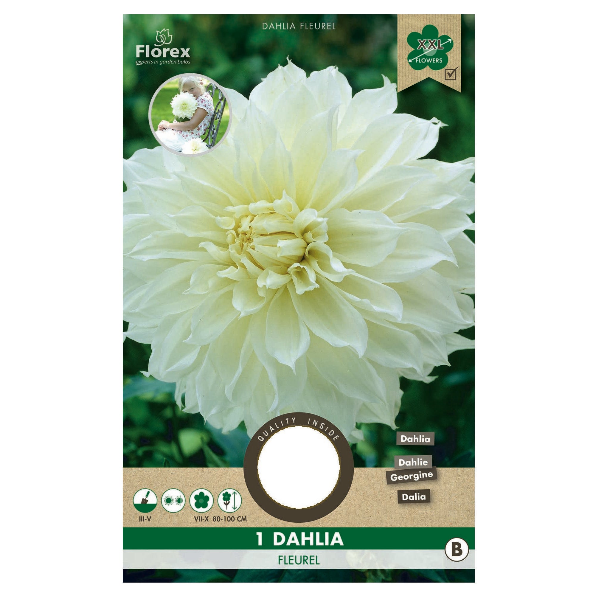 Bulb dalie Fleurel XXL, alba